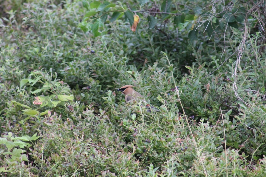 Birdlife at Wallace Lake Lodge | Manitoba Bird Watching